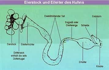 Regionale Eier aus artgerechter Haltung kaufen | das Huhn